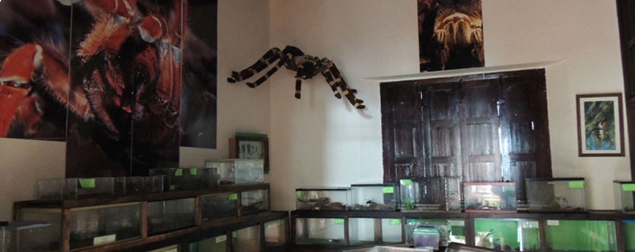 Museo de los Bichos e Insectos